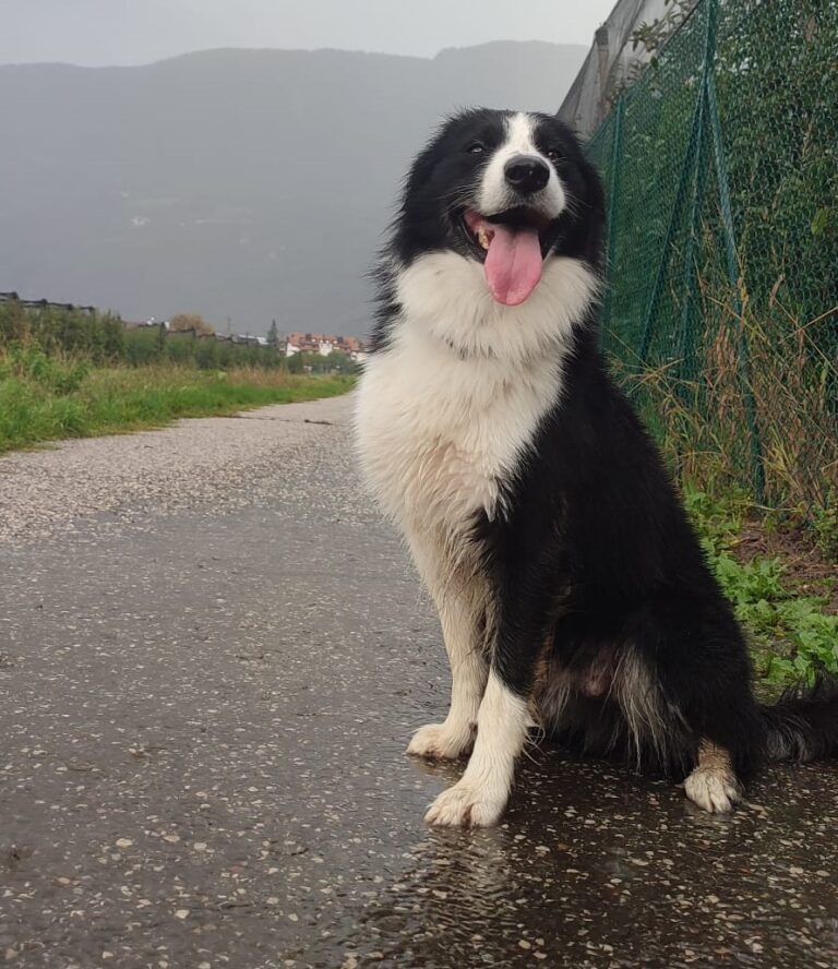 Sammy Border Collie entlaufen – wieder Zuhause – Tierheim Obervintl ...